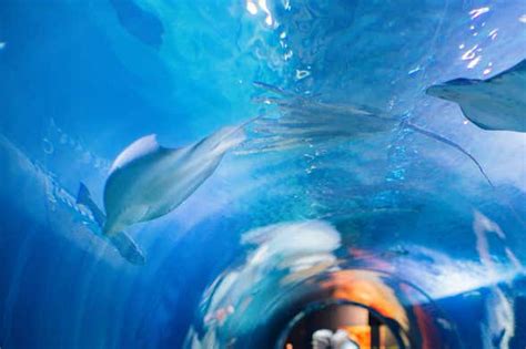 Aquarium Of The Bay San Francisco Official Tickets Civitatis