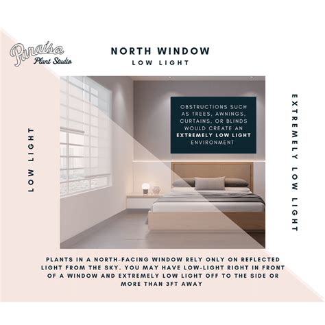 Schefflera Umbrella Tree Paraíso Plant Studio