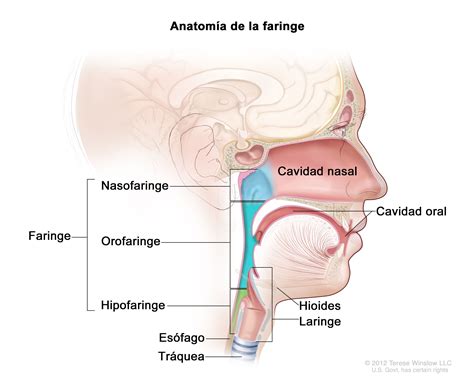 Definición De Faringe Diccionario De Cáncer Del Nci Nci