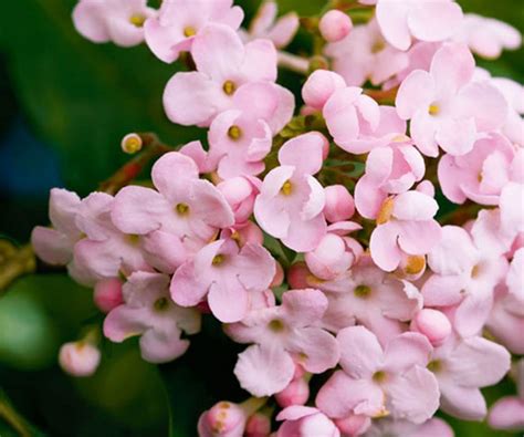 Plant Guide Luculia