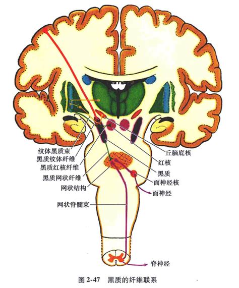 中脑的解剖生理及定位诊断 脑医汇