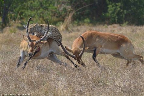 Leopard Ambushed In Bold Hunt Gazelle Turns Predator Striking Back