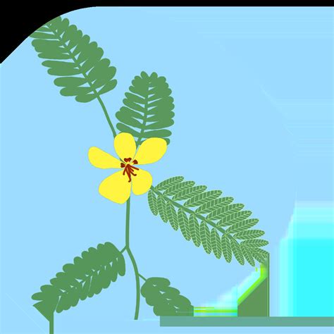 Partridge Pea — Sustainability Matters