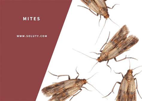 Traitement Mites Alimentaires Spray Anti Mites Gerobug 1000ml