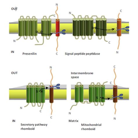 Cipsm Understanding Intramembrane Proteolysis From Protein Dynamics