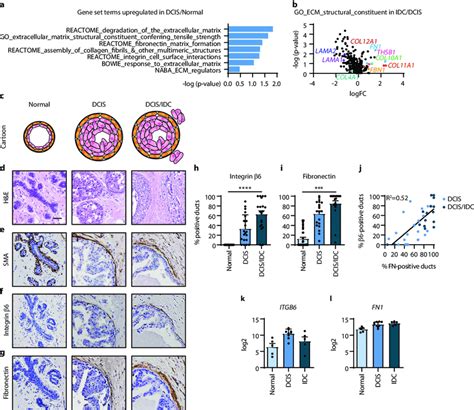 Myoepithelial Expression Of Integrin β6 And Periductal Fibronectin Download Scientific Diagram