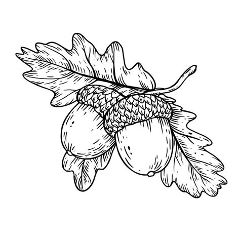 Acorn Line Drawing Simple Line Art Inspiration For Designers