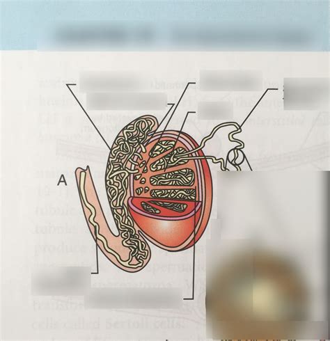Male Testes Structure Diagram Diagram Quizlet