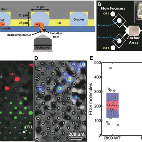 Schematic Diagram Of The Detection Process Of Spect Download