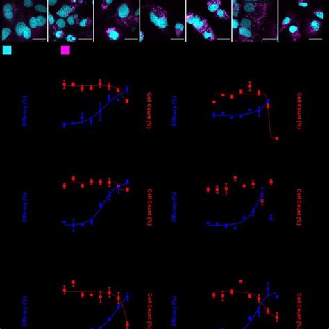 Cpe Assay In Vero E6 And Average Lc3b Based Autophagy Assay Parameters Download Scientific