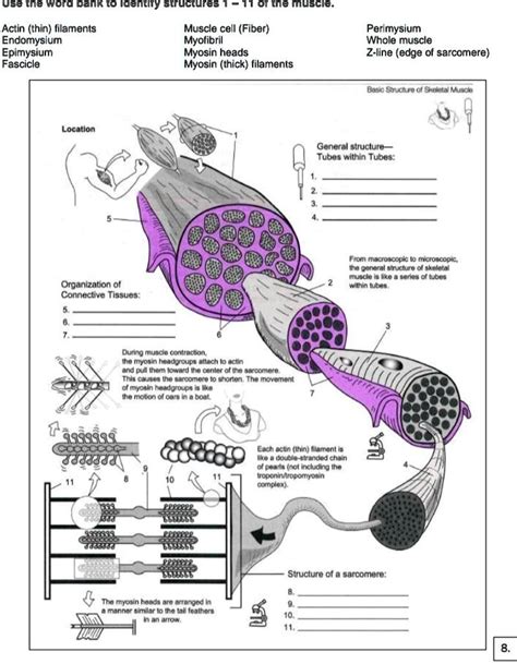 Texts Actin Thin Filaments Endomysium Epimysium Fascicle Muscle Cell