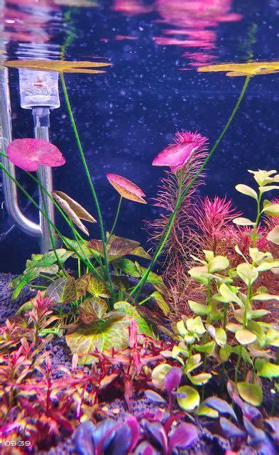 Nymphaea Spperu Puerto Maldonado Furniture And Home Living Gardening