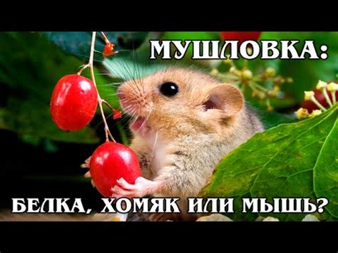 Орешниковая соня: описание, где обитает, чем питается, сколько живет