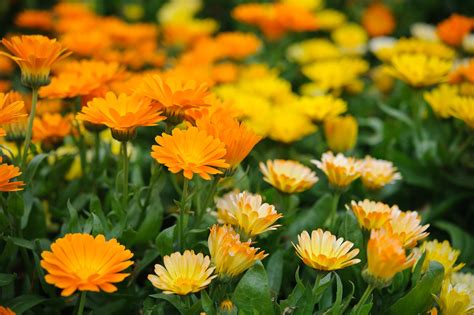 Calendula Officinalis Plant