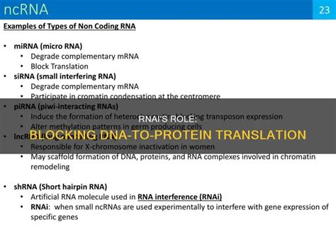 Rnais Role Blocking Dna To Protein Translation Medshun