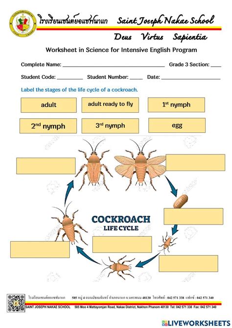 Life Cycle Of A Cockroach