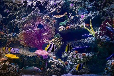Aquarium Education Programs Aquarium Of The Pacific