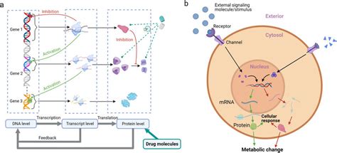 Schematic Diagrams In Dynamic Modeling A Gene Regulatory Network