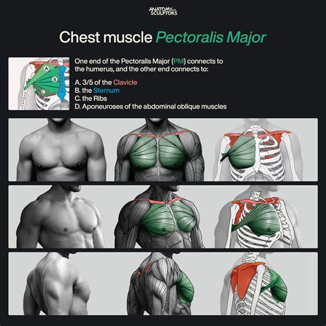 Pectoralis Major Functional Anatomy Guide Istb