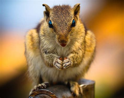 Squirrel India Cute Free Photo On Pixabay
