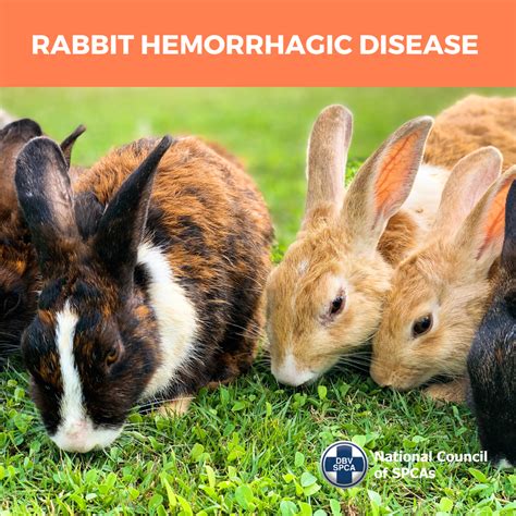 Rabbit Hemorrhagic Disease Outbreak