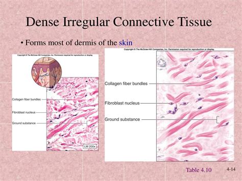 Ppt Understanding Histology Tissues Classification And Characteristics