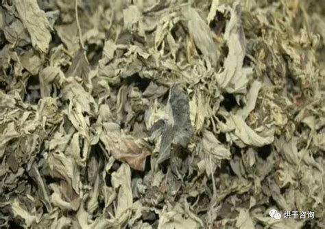 艾叶烘干 企业官网