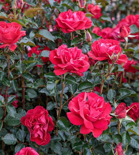 Ruby Red Flowers Brilliant Ruby Bouquetmiles Of Flowers