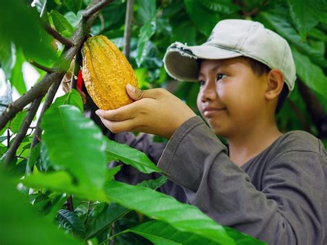 Premium Photo Cocoa Farmer Use Pruning Shears To Cut The Cocoa Pods Or Fruit Ripe Yellow Cacao