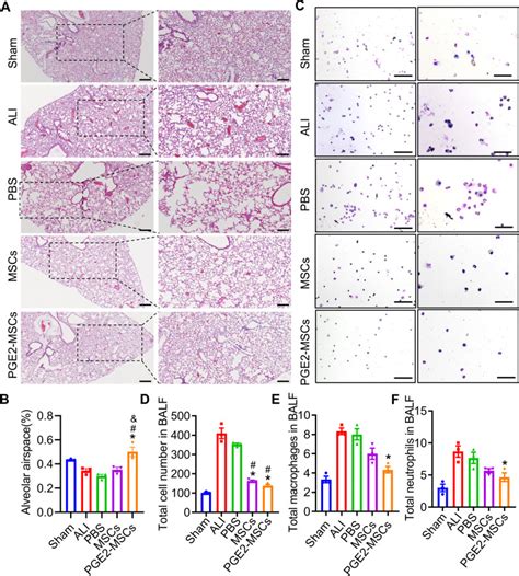 Superior Protective Effects Of Pge2 Priming Mesenchymal Stem Cells Against Lps Induced Acute