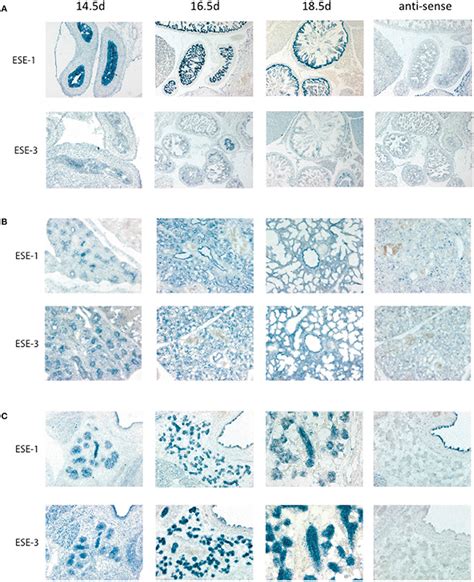 In Situ Hybridization Of Elf3 And Ehf For Tissue Localization During Download Scientific