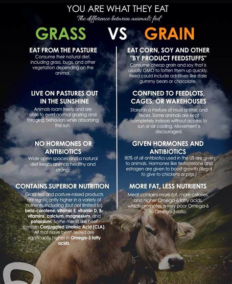 Grass Fed Vs Grain Fed Healthy Diet Meal Plan Nutrition Healthy