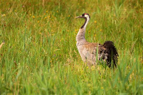 Dicker Hals Forum Für Naturfotografen
