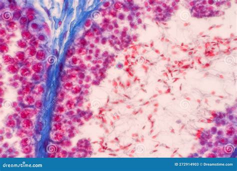 Histological Epididymis And Testis Human Cells Under Microscope Stock