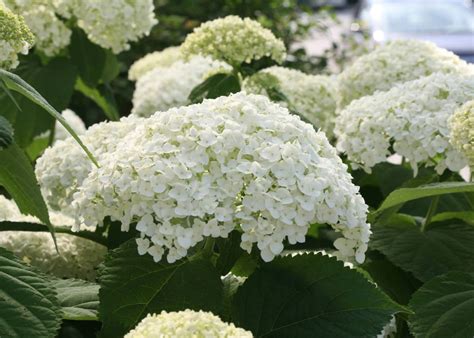 Which Hydrangeas Can Withstand Cold Winters