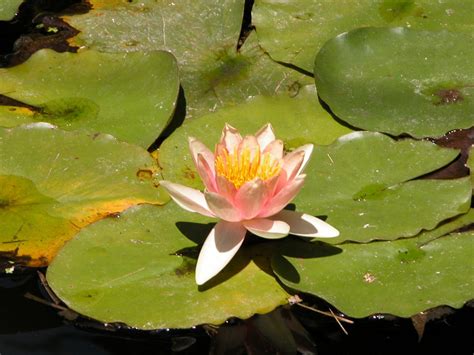 Lilly Pad Free Photo Download Freeimages