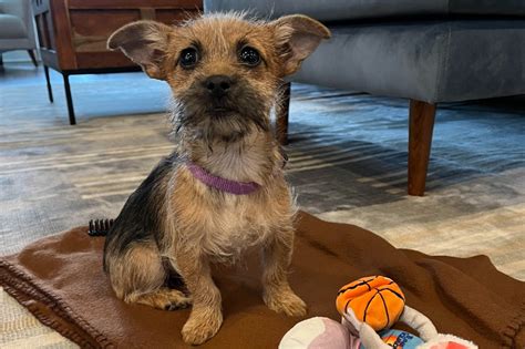 Terrier Mix Wire Hair