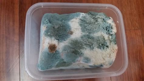 곰팡이 배양 실험 네이버 블로그