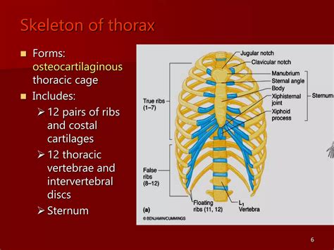 Anatomy Of Thoraxppt