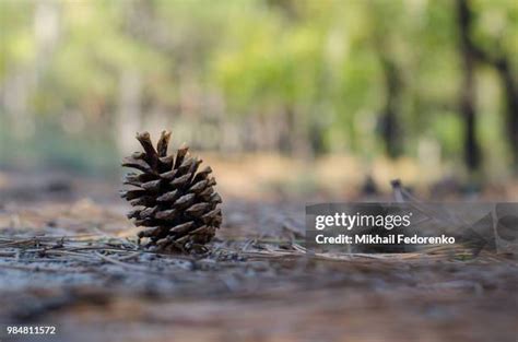 Ground Pine Photos And Premium High Res Pictures Getty Images