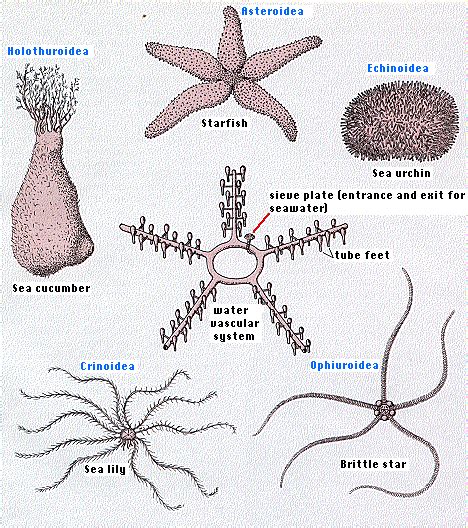 Basket Stars Belong To The Phylum Echinoderms Which Also Includes Sea