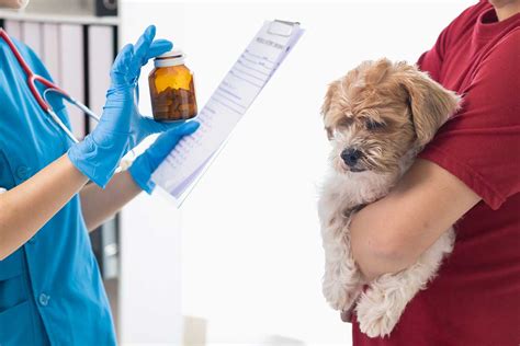 Medication And Prescription Request Information Hall Veterinary Surgery