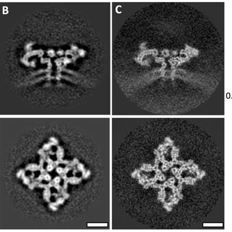 Structure Of Ryr1 In Native Membranes At Subnanometer Resolution A A