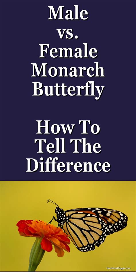 Male Vs Female Monarch Butterfly How To Tell The Differences