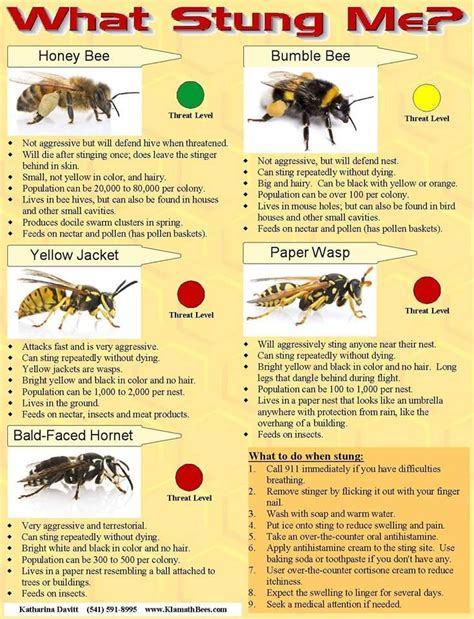 First Aid For Multiple Bee Stings At Margaret Rice Blog