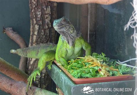 Alimentación De Los Lagartos Y Otros Saurios Botanical Online