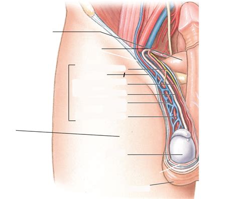 Frontal Male Genitalia Diagram Quizlet