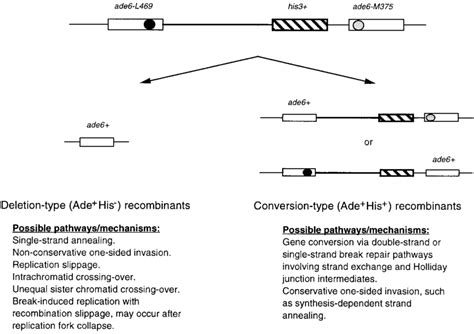 Schematic Of The Mitotic Intrachromosomal Recombination Substrate And