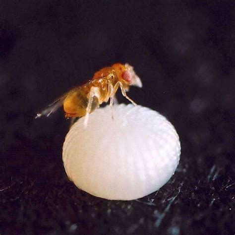 Trichogramma Brassicae Trichox B Agrimag