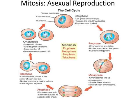 Ppt Protist Reproduction Methods Powerpoint Presentation Free